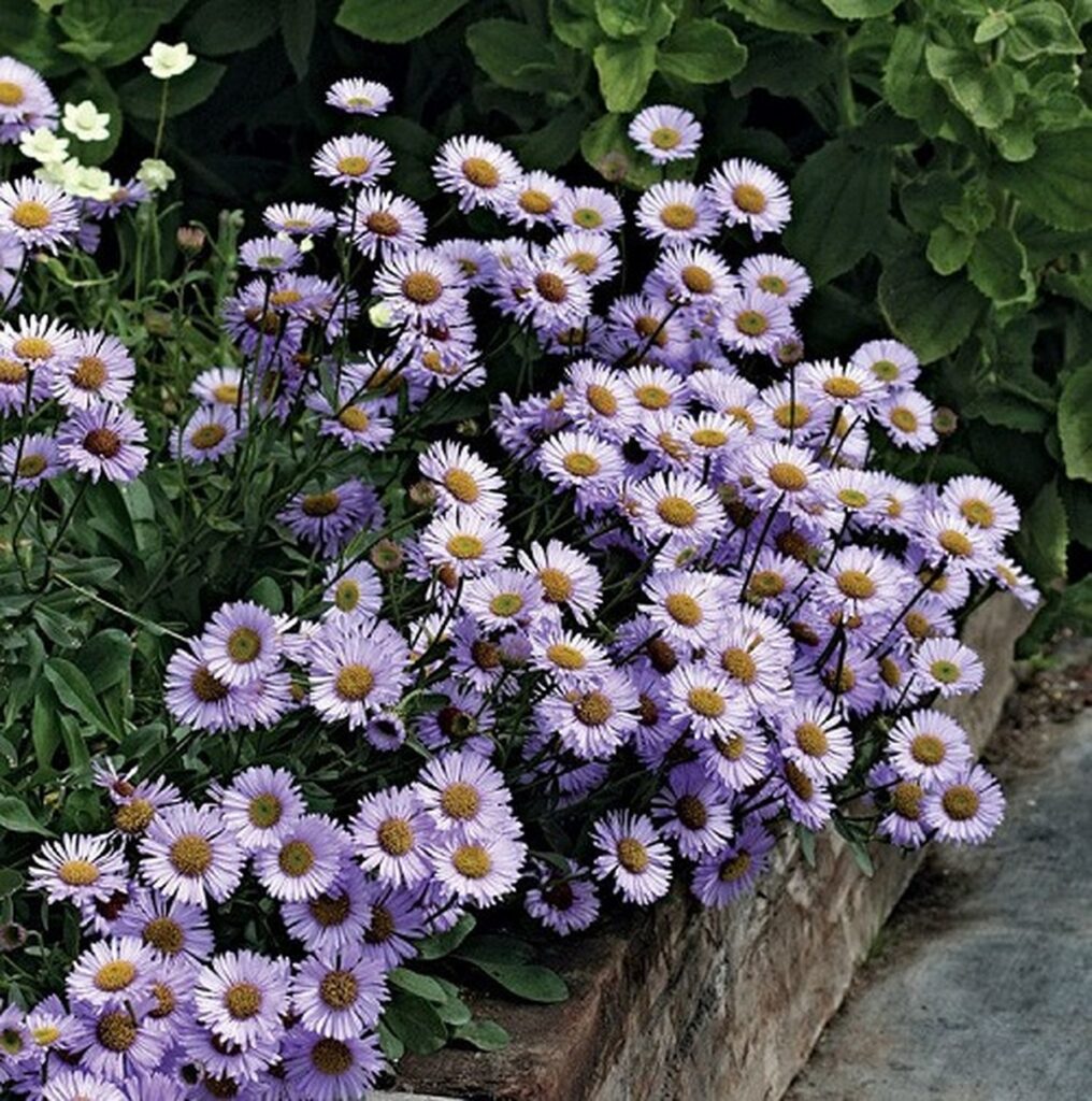 36 Gorgeous Violet Flowers to Brighten Your Garden Today