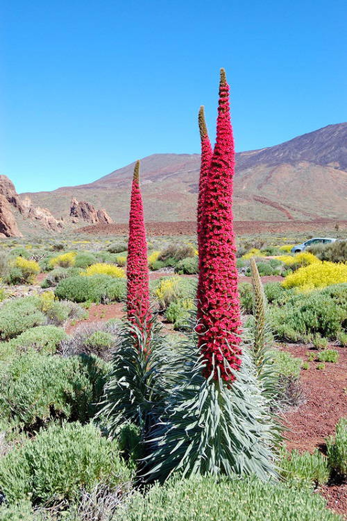 8 Stunning Tallest and Longest Flower Names to Marvel At