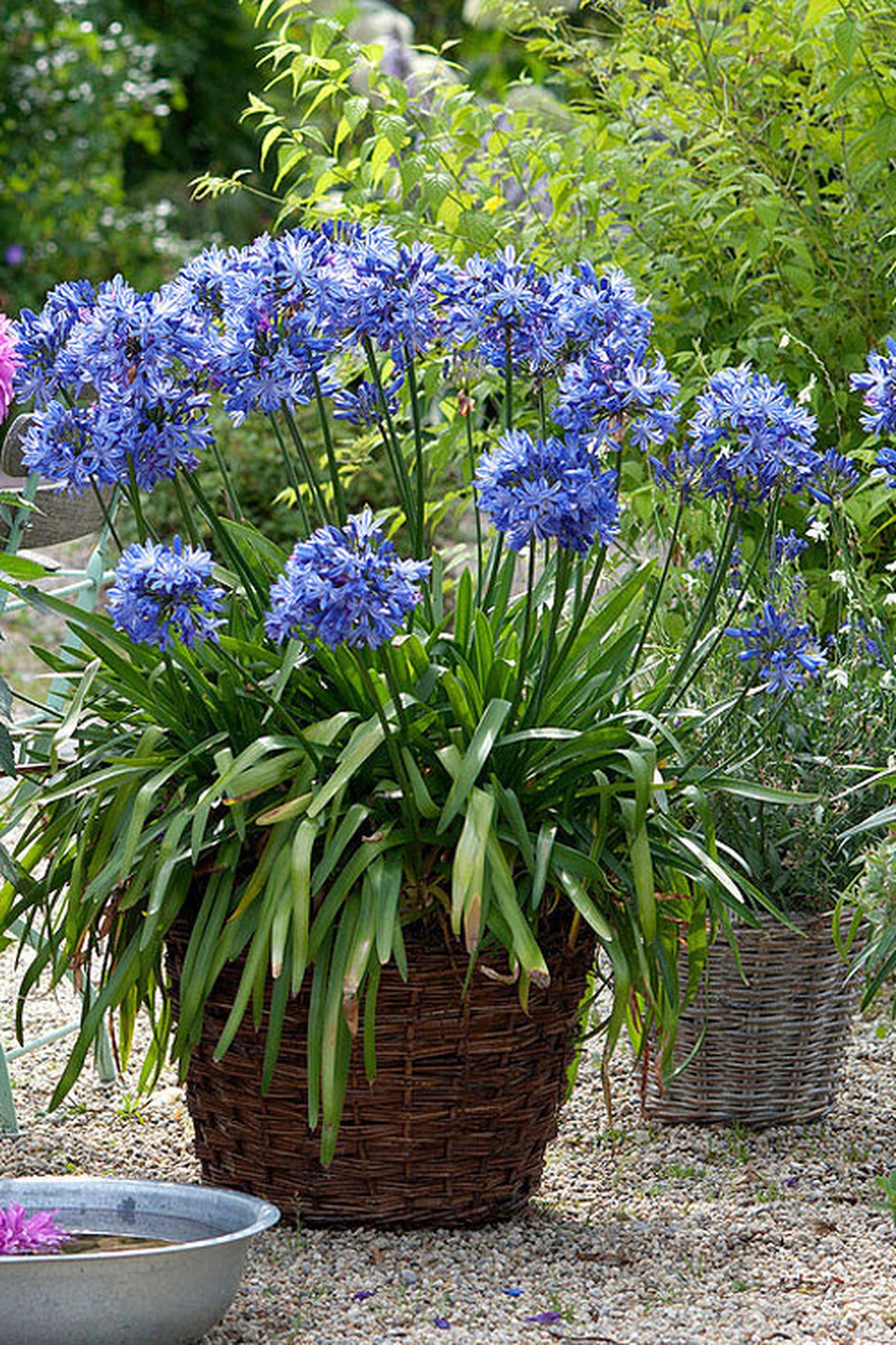 14 Breathtaking Royal Blue Flowers to Brighten Gardens