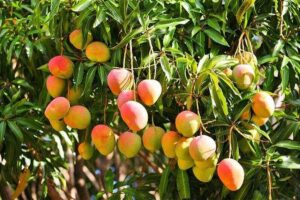 25 Amazing Drought Tolerant Fruit Trees for Easy Growing