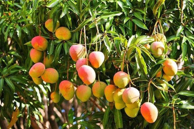 25 Amazing Drought Tolerant Fruit Trees for Easy Growing