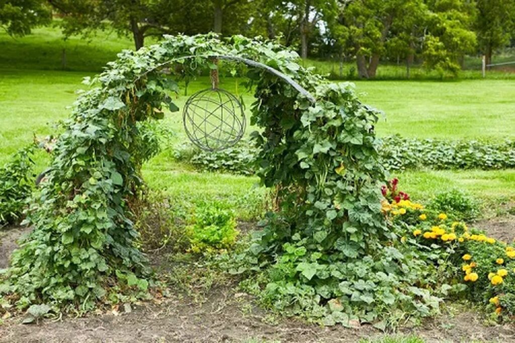 26 Simple and Creative DIY Bean Trellis Ideas for Your Garden
