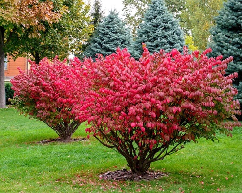 30 Stunning Red Leaf Plant Varieties to Brighten Your Garden