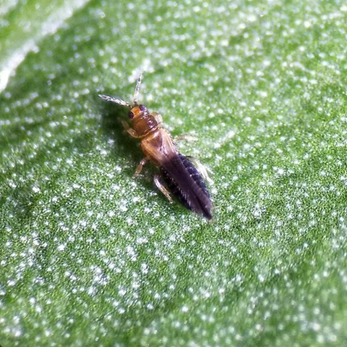 16 Fascinating Tiny Bugs That Look Like Specks of Dirt