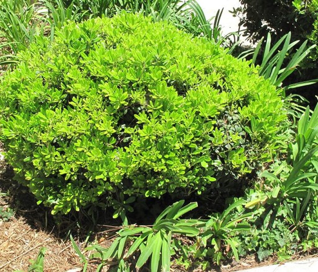13 Different Types of Pittosporum Varieties to Discover