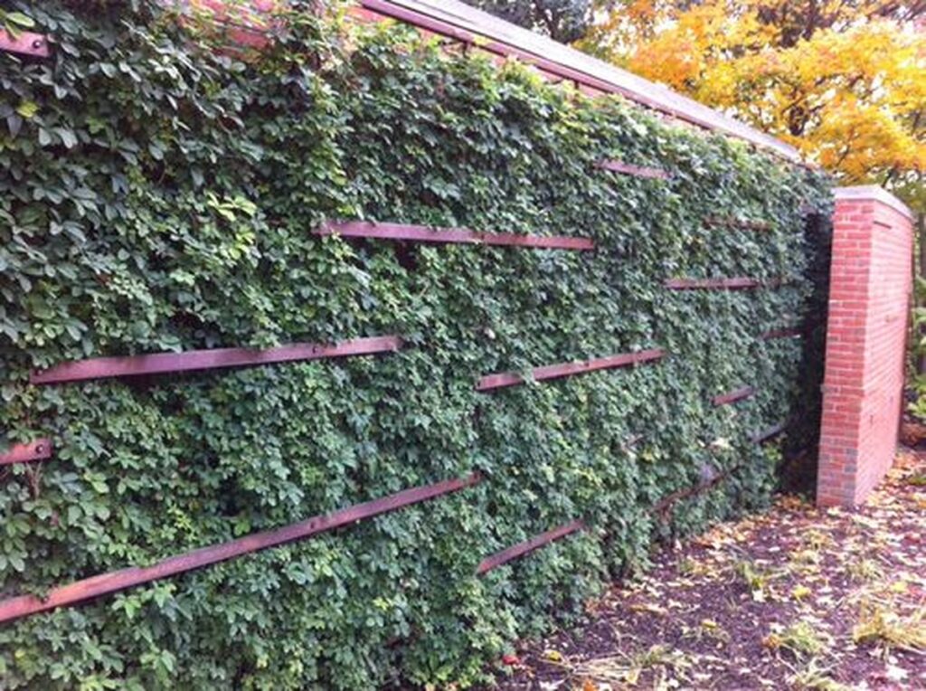 23 Lovely Green Alternatives to Plant Instead of Building a Fence