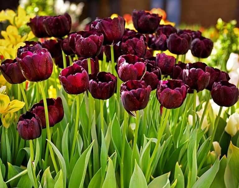 20 Enchanting Maroon Flowers That Beautify Any Garden