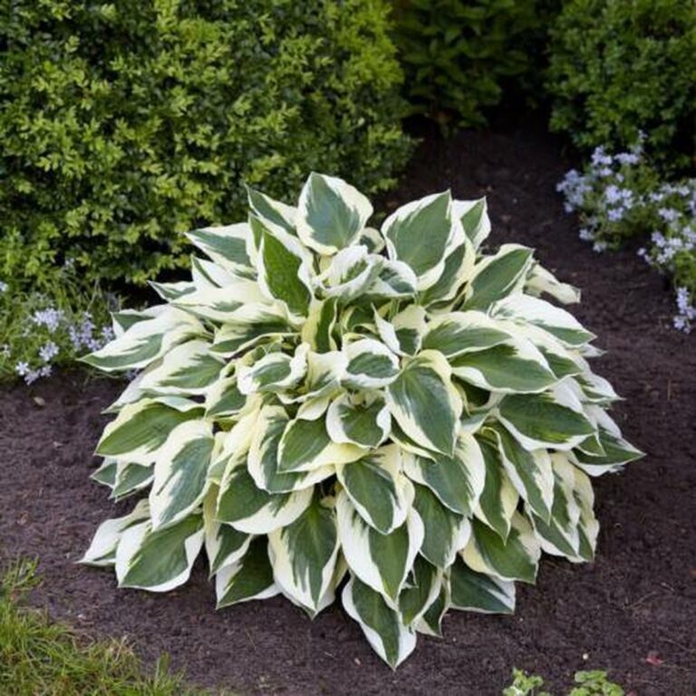 59 Stunning Types of Hostas: Discover These Beautiful Varieties