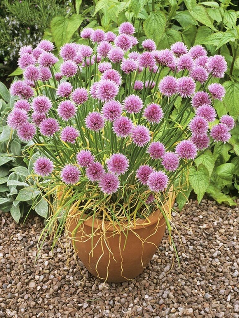 9 Easy-to-Grow Herbs with Shallow Roots for Small Pots That Thrive