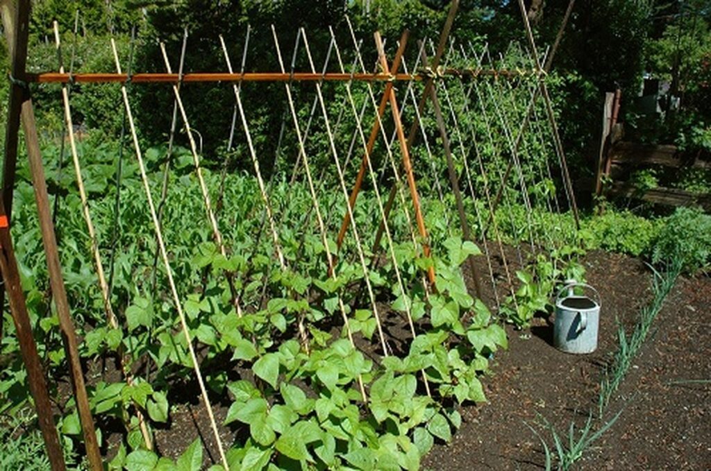 26 Simple and Creative DIY Bean Trellis Ideas for Your Garden