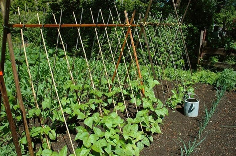 26 Simple and Creative DIY Bean Trellis Ideas for Your Garden