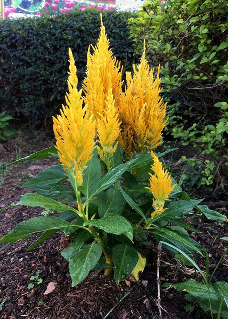 9 Amazing Nigerian Flowers That Brighten Any Garden