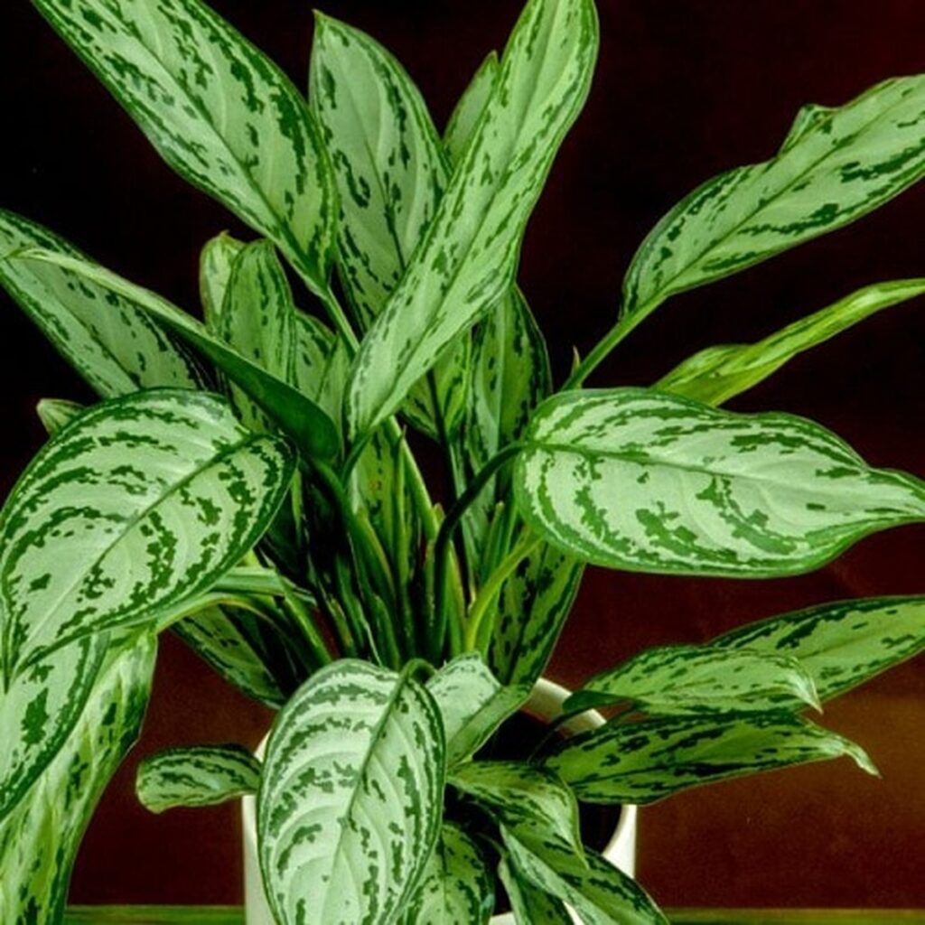 50 Gorgeous Aglaonema Varieties That Brighten Any Home