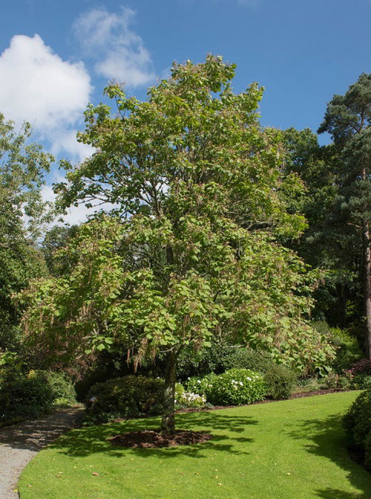 15 Beautiful Trees with Heart Shaped Leaves to Fall in Love With
