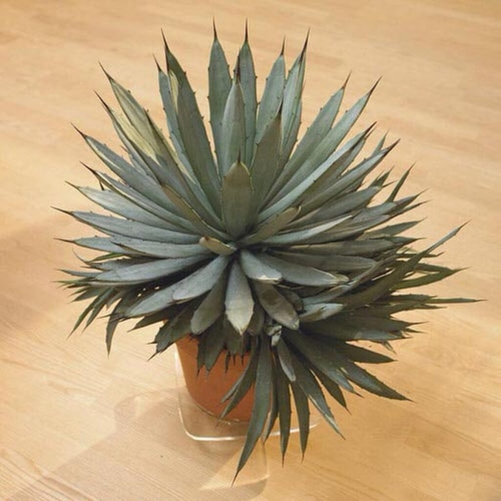 30 Stunning Agave Varieties For Containers & Indoors That Dazzle