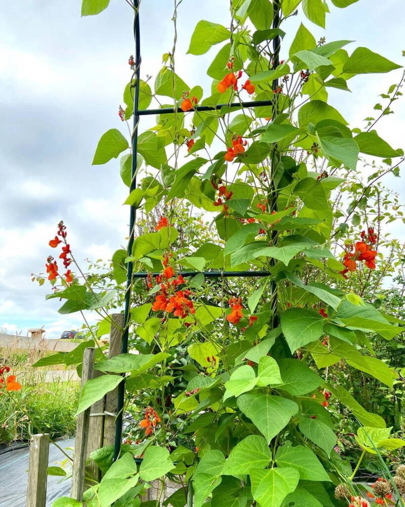 16 Charming Small Flowering Vines for Trellises to Admire