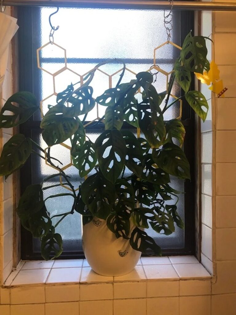 21 Beautiful Monstera Trellis Ideas for Plant Lovers