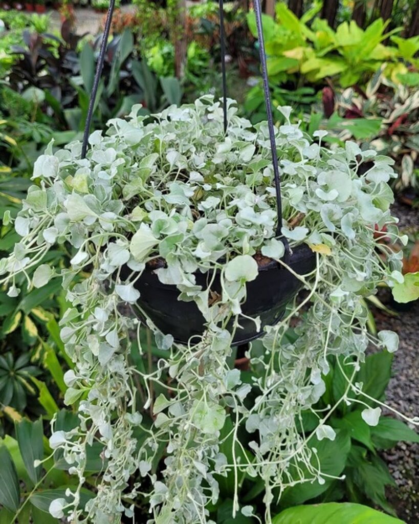 23 Stunning Trailing Perennials for Hanging Baskets & Plant Arrangements