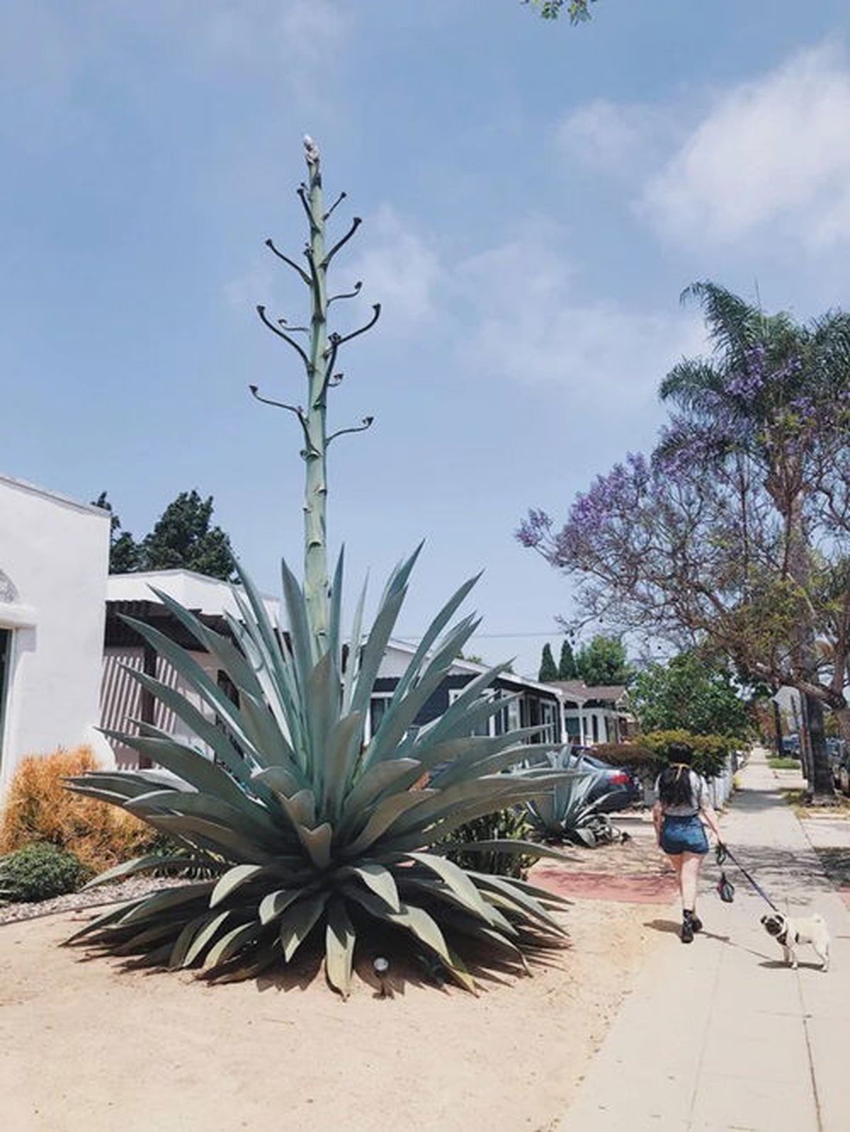 9 Stunning Types of Blue Agave Plants to Brighten Your Garden