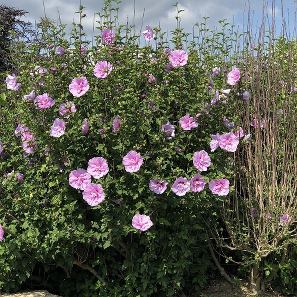 17 Beautiful Rose of Sharon Varieties to Brighten Your Garden