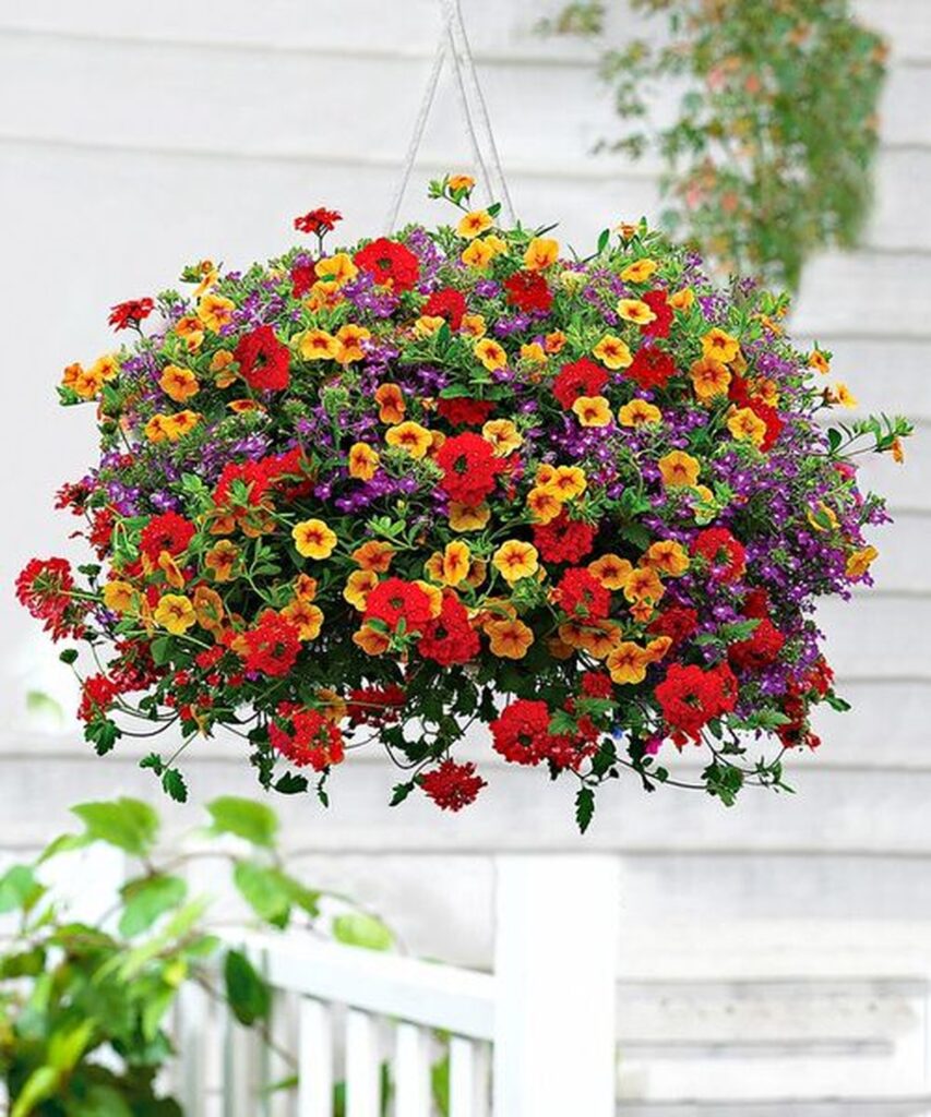 47 Stunning Flowers for Full Sun That Thrive in Blazing Heat