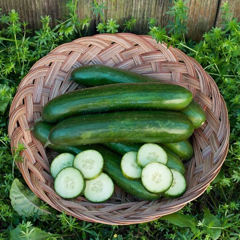 20 Delightful Mini Cucumber Varieties for Your Garden Delight