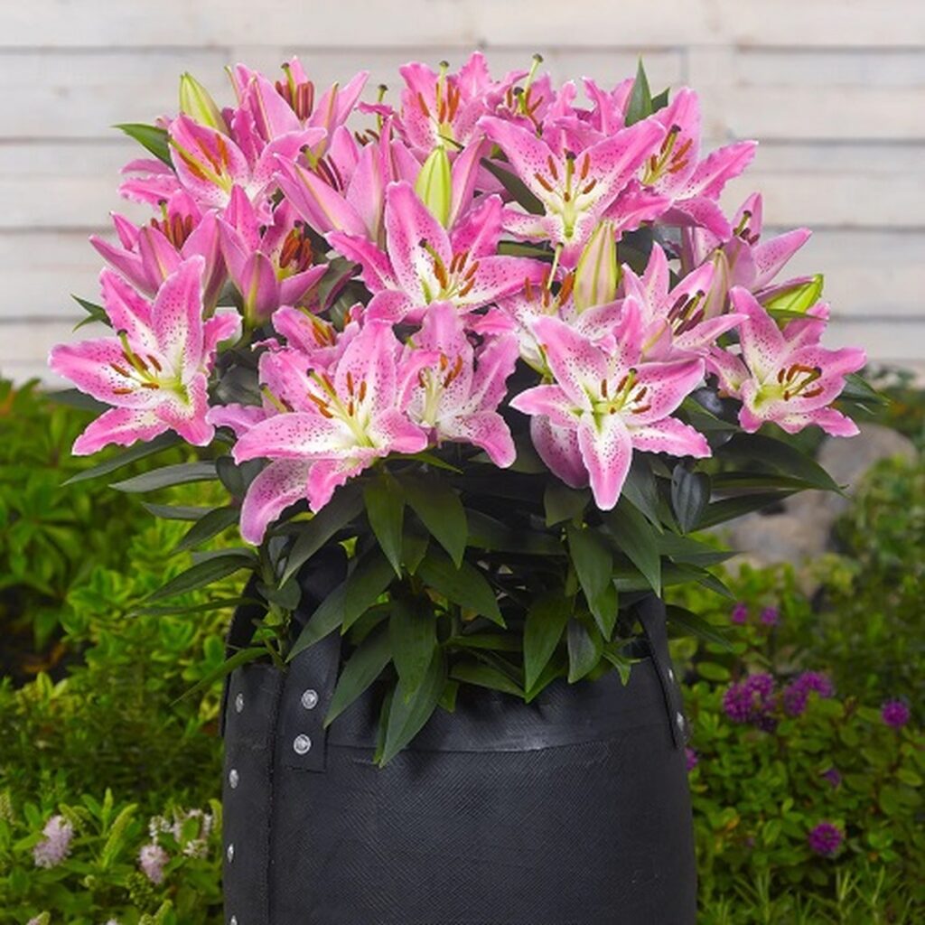 20 Stunning Pink Lily Varieties That Brighten Any Garden