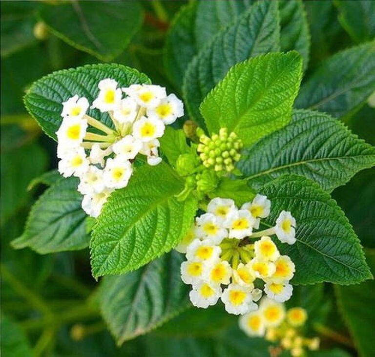 20 Vibrant Types of Lantanas Perfect for Your Garden