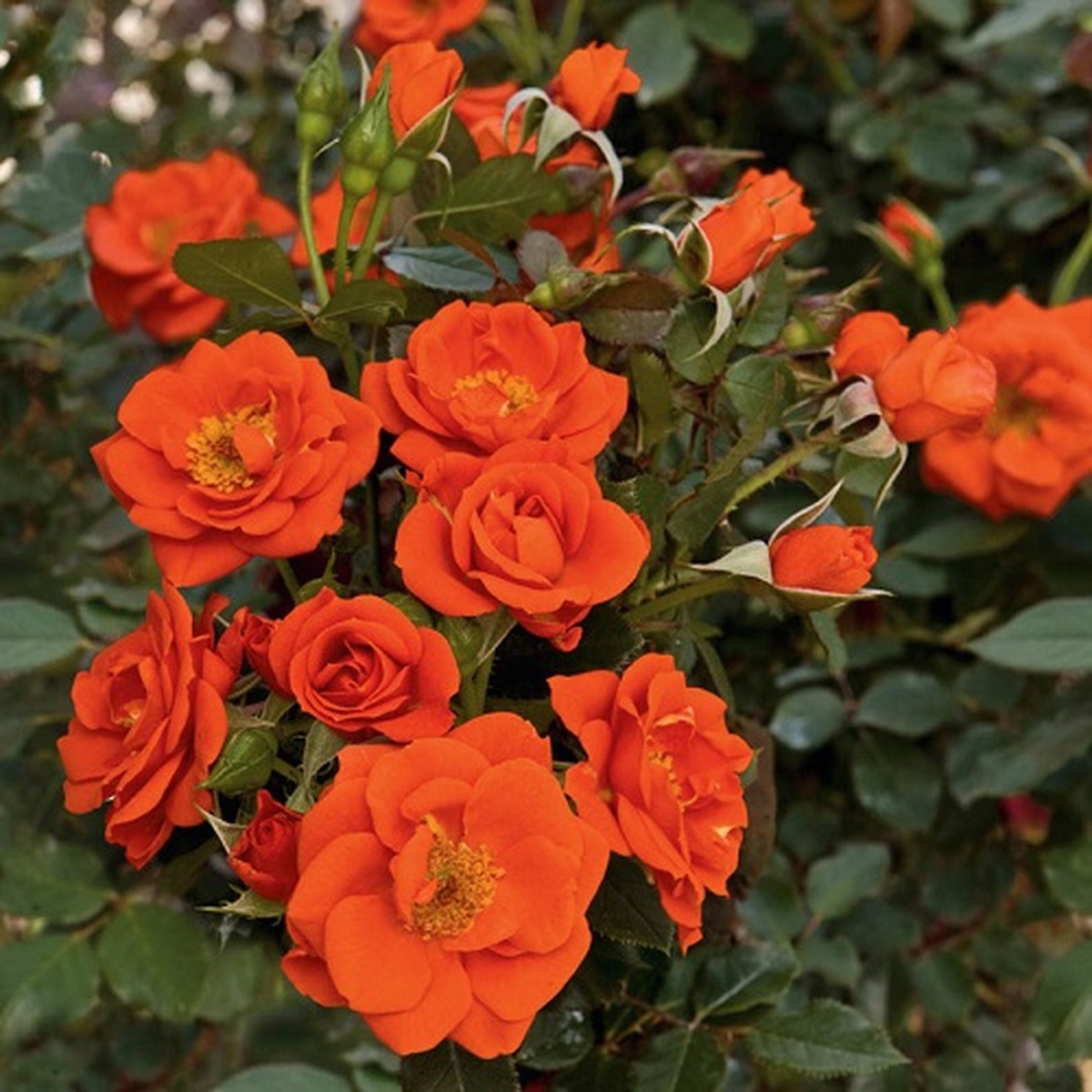 12 Adorable Smallest Rose Varieties for Containers to Know