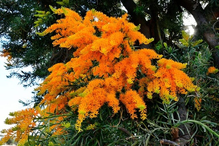 16 Sneaky Unwanted Plants / Parasites Taking Over Your Garden