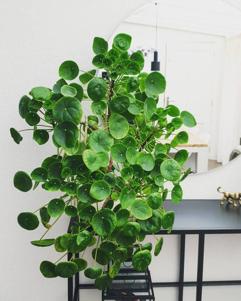 12 Stunning Round Leaf Houseplants That Brighten Any Home