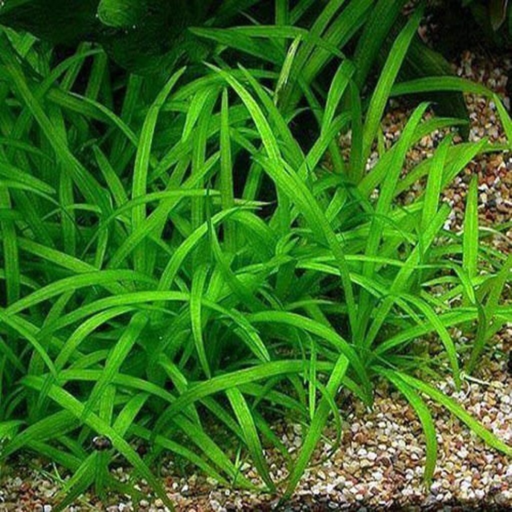 15 Stunning Fish Tank with Plants Ideas for a Vibrant Aquarium
