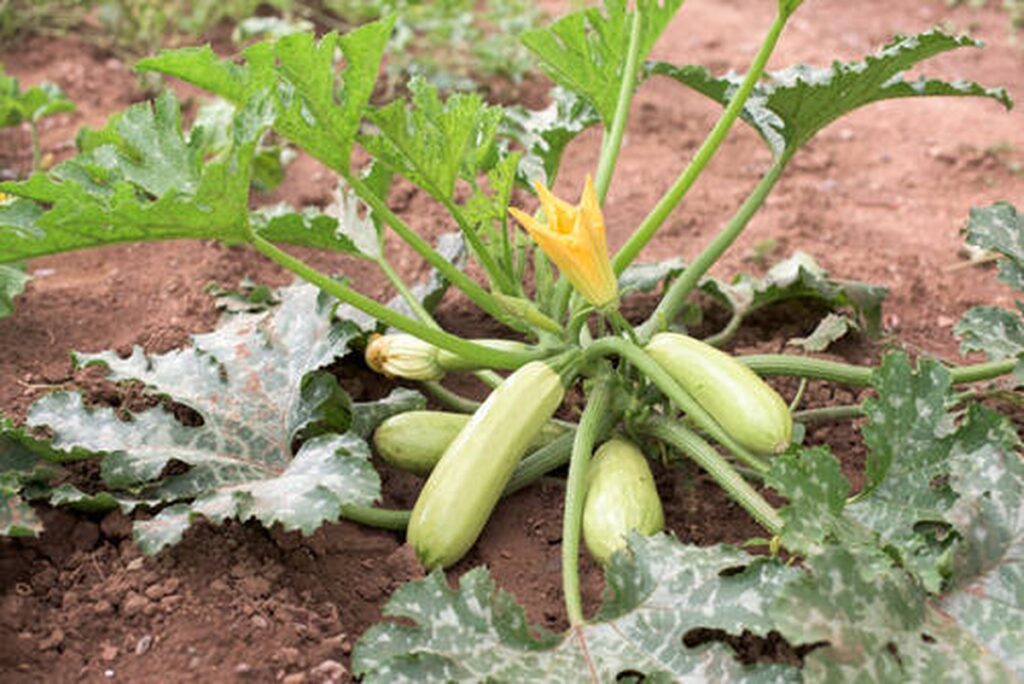 14 Fascinating Names of Squash in Different Languages Worldwide