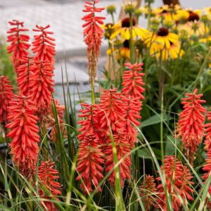 13 Stunning Flowers That Look Like Fire and Flame