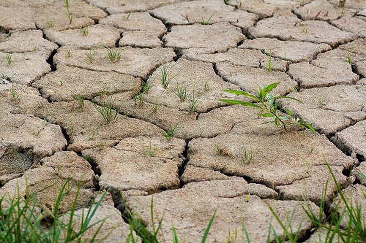 7 Soil Warning Signs That Say It's Time to Start Fresh