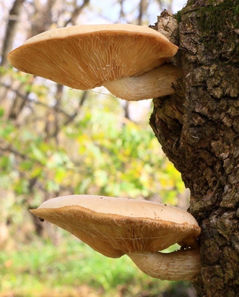22 Delicious Edible Mushrooms that Grow on Trees to Try Today