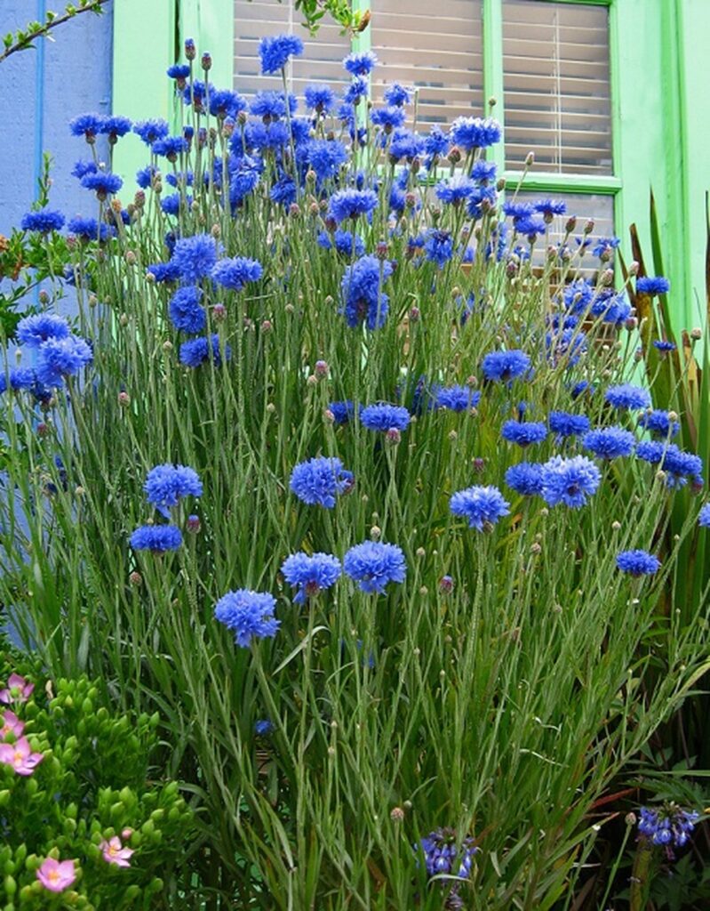 17 Stunning Navy Blue Flowers to Brighten Your Garden