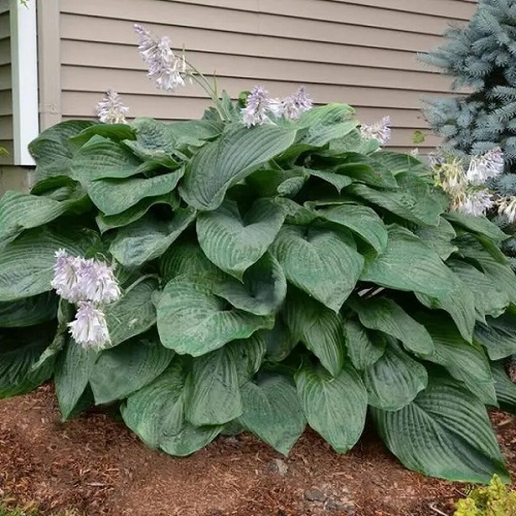 25 Stunning Purple Hostas To Brighten Your Garden Space