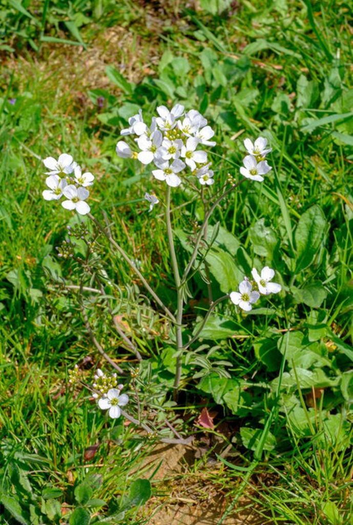 16 Stunning 4 Petal Flowers That'll Brighten Your Garden