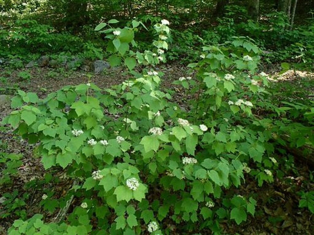 48 Stunning Maryland Native Plants List for Your Garden Dream