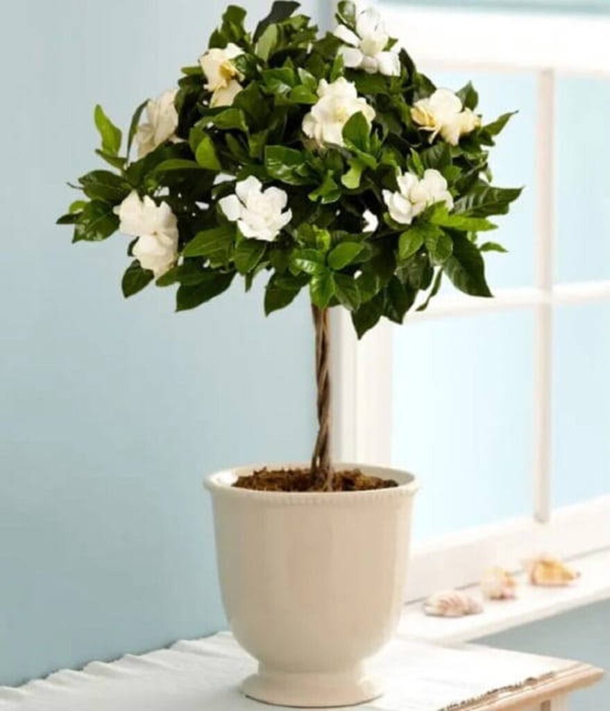 25 Stunning Bushes with White Flowers for a Dreamy Garden