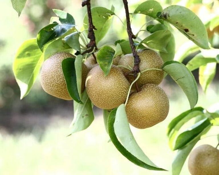 25 Amazing Drought Tolerant Fruit Trees for Easy Growing