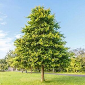 17 Amazing Trees to Plant in Georgia for a Stunning Landscape