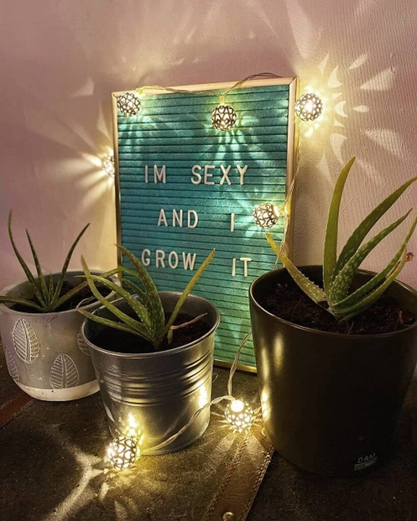 27 Stunning Aloe Vera Plant Display Ideas Indoors for Your Home