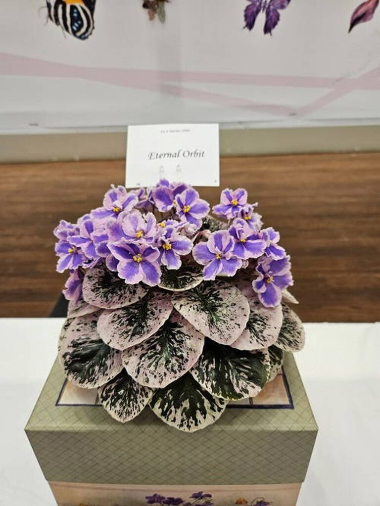 29 Charming African Violets Display Ideas for Your Home