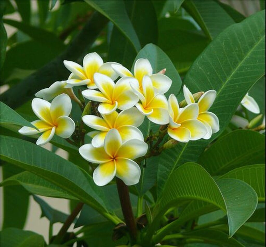 26 Fascinating Milky Sap Plants Every Garden Lover Should Know