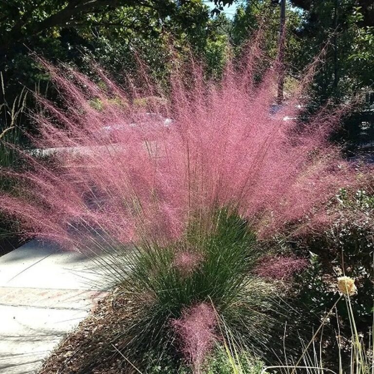 15 Stunning Tall Grasses for Privacy That Transform Your Space