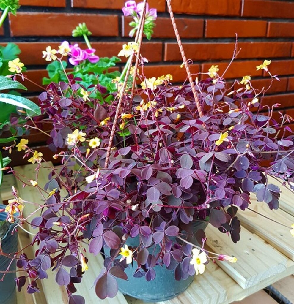 20 Exotic Weeds With Red Vines and Stems to Discover