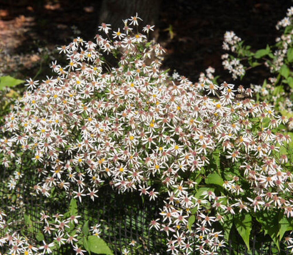 17 Gorgeous Ohio Perennial Flowers That Thrive in Any Garden