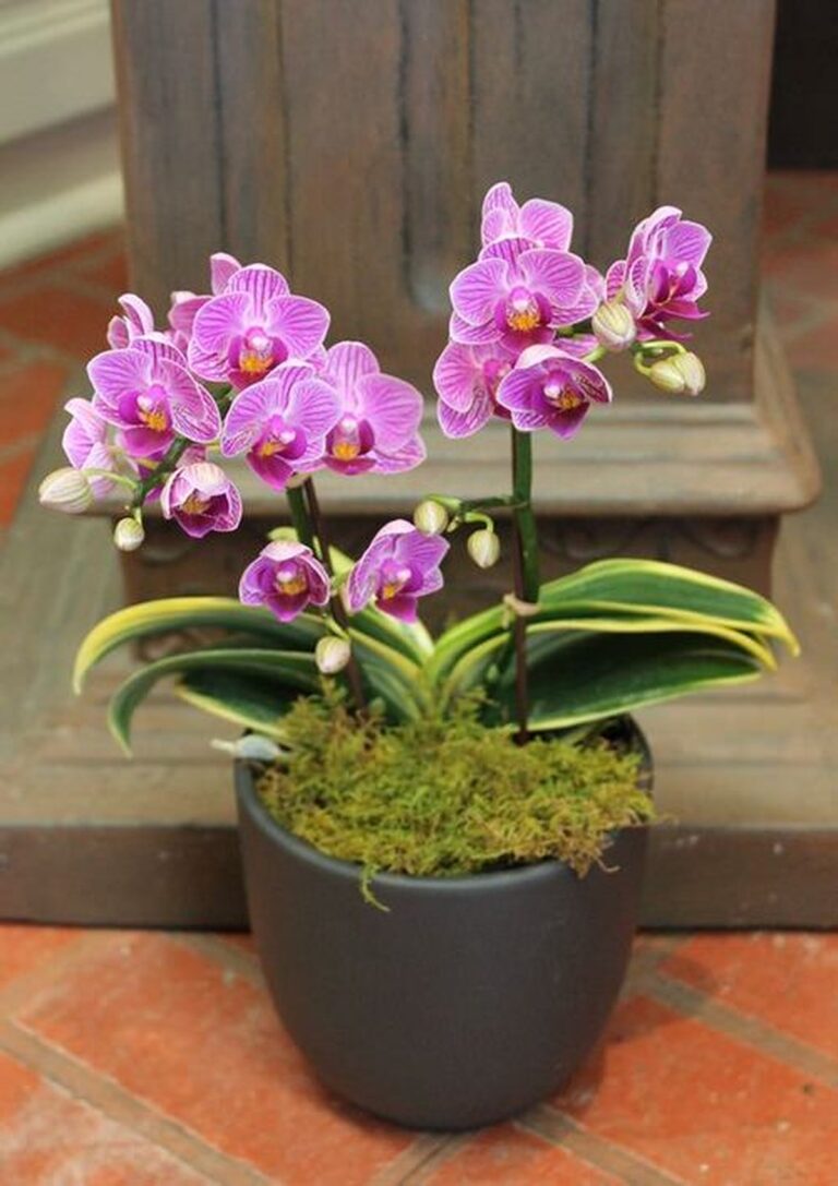 17 Amazing Lucky Plants and Flowers for Fortune That Dazzle